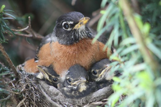 “Little Robin” is the heroine of Christmas Eve – Louisa May Alcott is ...